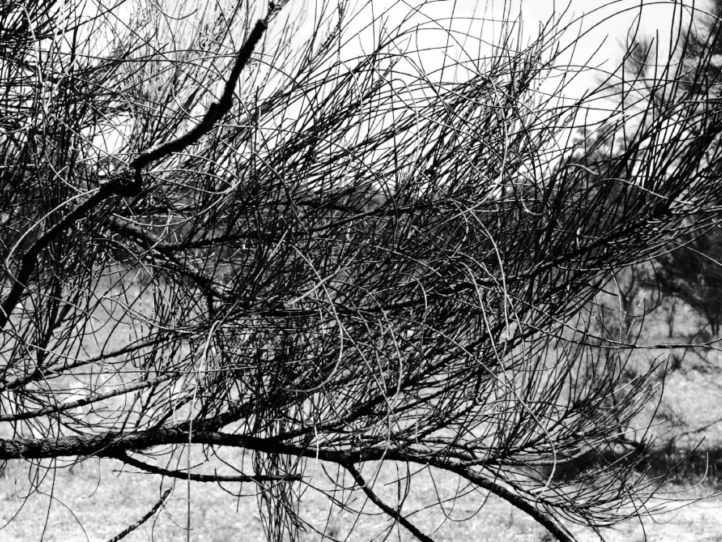 Covenantor stories - Land Covenantors Victoria